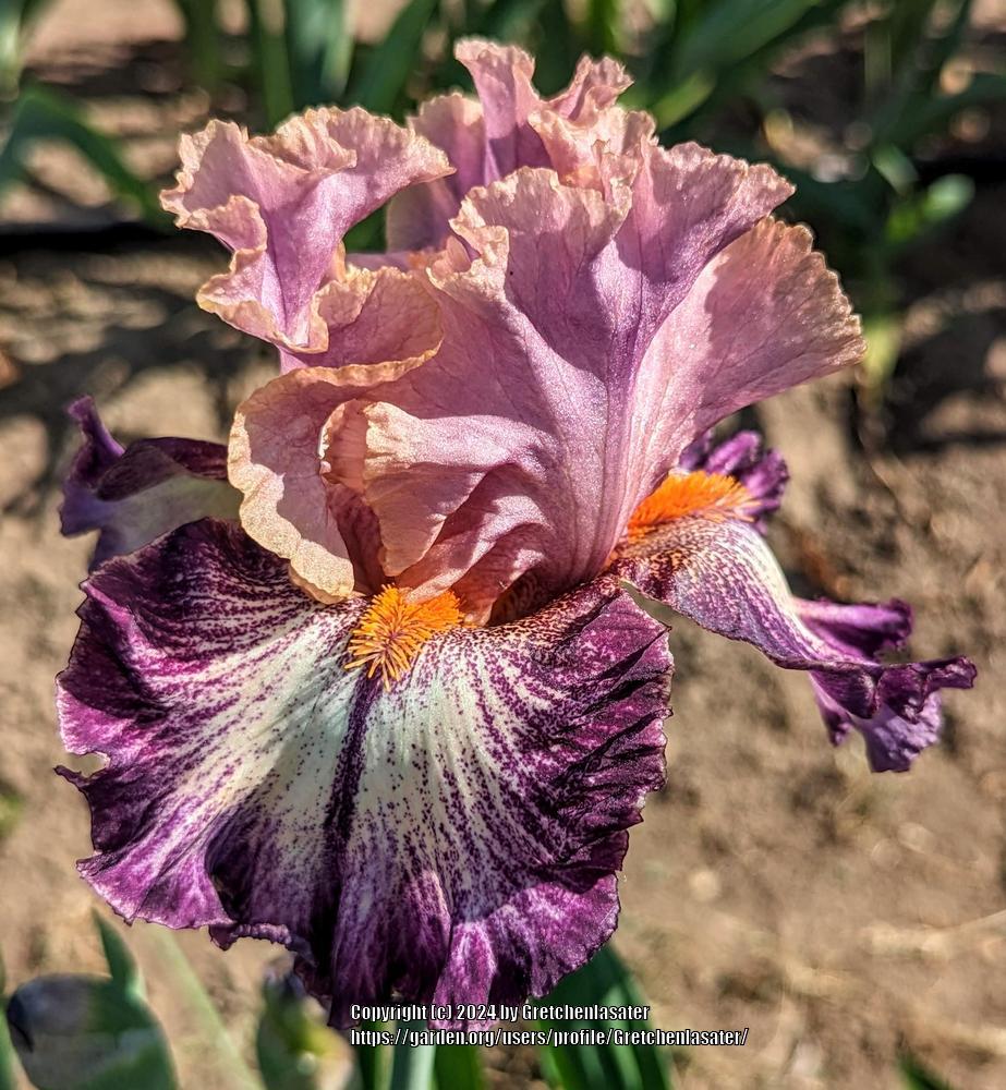 Tall Bearded Iris (Iris 'Monet Painting') in the Irises Database ...