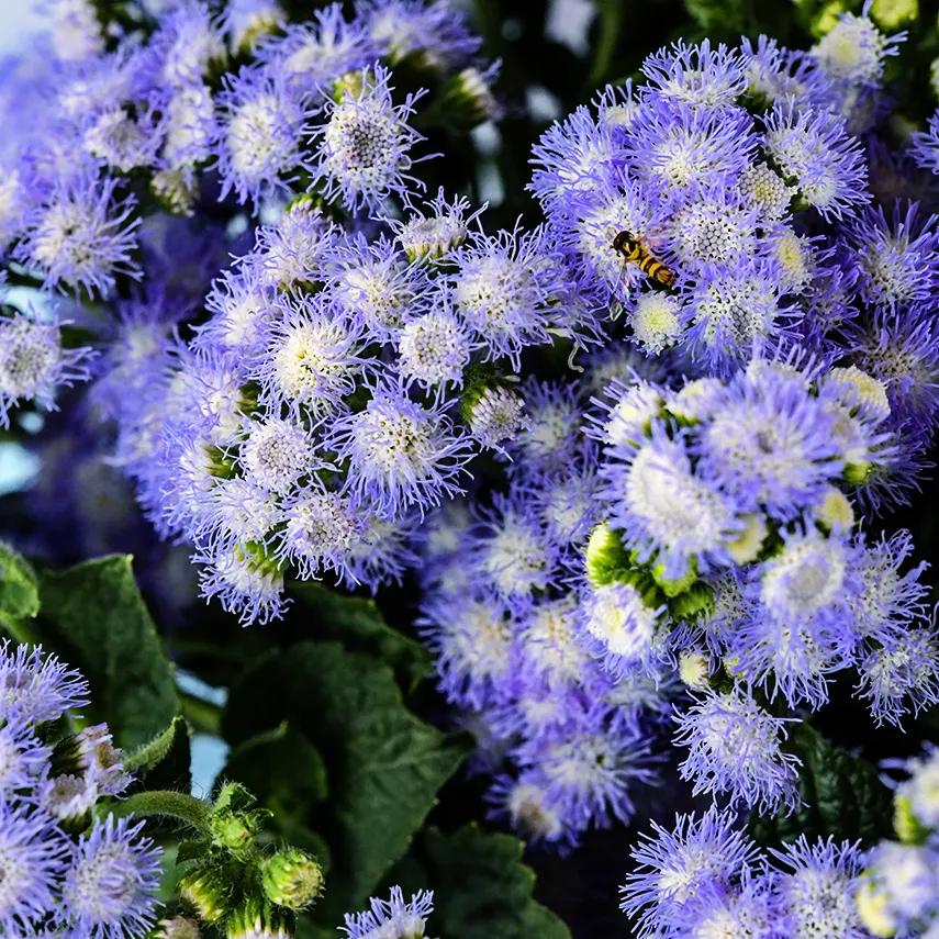 Photo of the bloom of Floss Flower (Ageratum houstonianum 'Leda ...