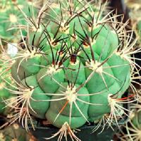 Photo of the thorns, spines, prickles or teeth of Giant Chin Cactus ...