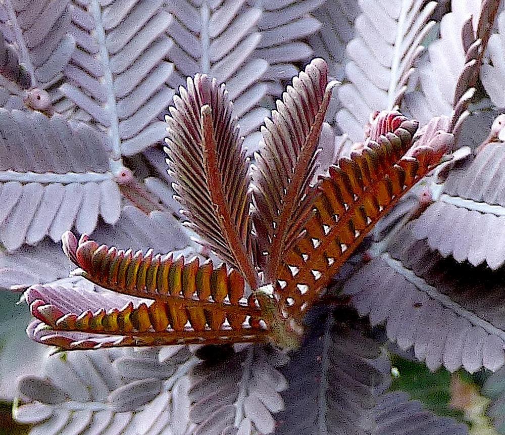 Purple Fern Leaf Acacia (Acacia baileyana 'Purpurea') - Garden.org