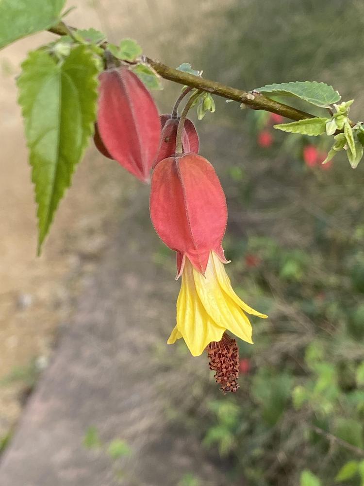 Photo of the bloom of Trailing Abutilon (Callianthe megapotamica ...