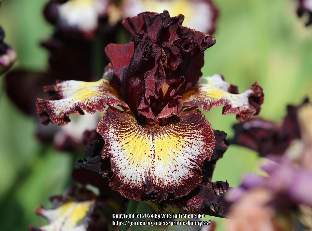 Photo of the bloom of Tall Bearded Iris (Iris 'Vista Point') posted by ...