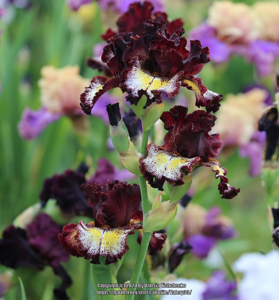 Photo of the bloom of Tall Bearded Iris (Iris 'Vista Point') posted by ...