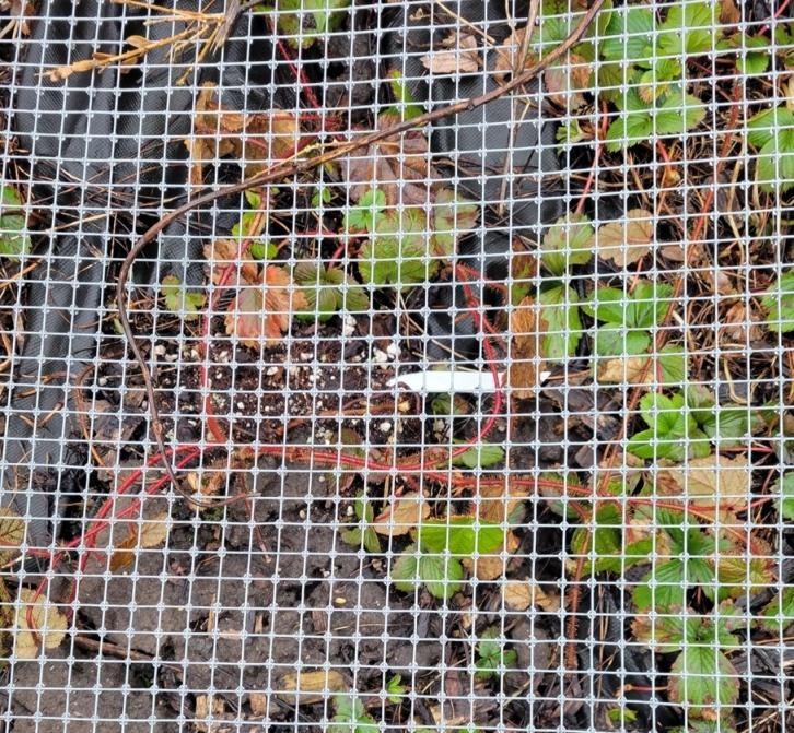 Creeping Bramble (Rubus tricolor) in the Rubus Database - Garden.org