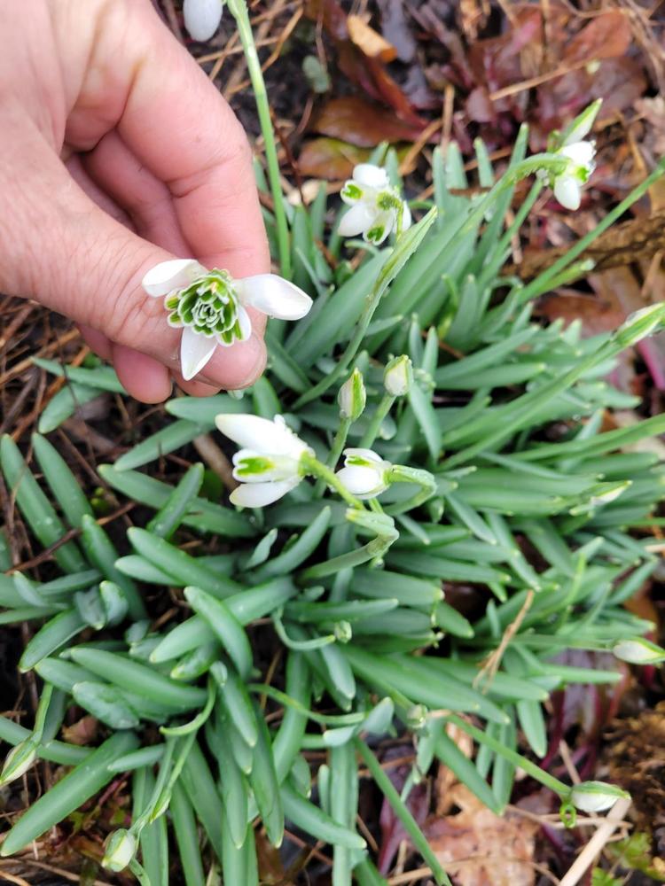 Photo of the entire plant of Double Common Snowdrop (Galanthus nivalis ...