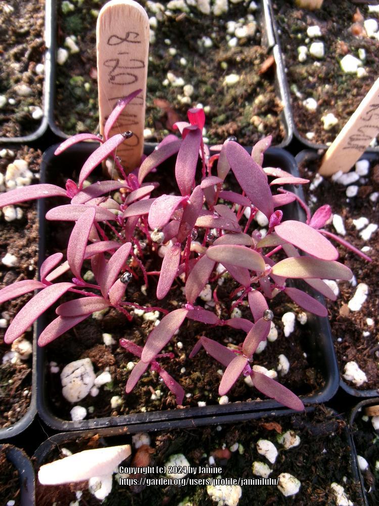 Photo of the seedling or young plant of Red Orach (Atriplex hortensis ...