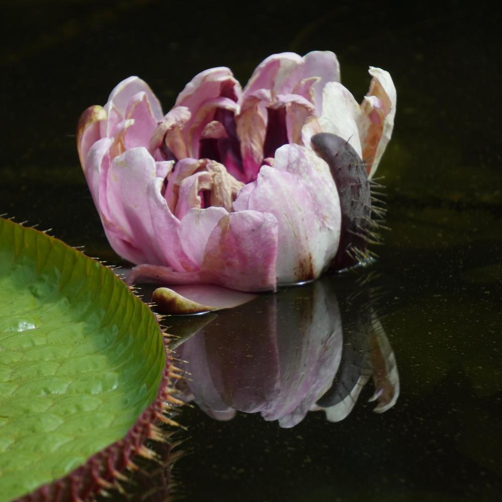 Photo of the bloom of Victoria Water Lily (Victoria amazonica) posted ...