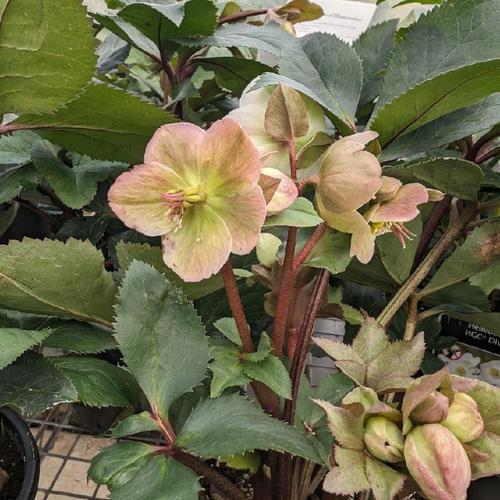 Hellebore (Helleborus Gold Collection® Ice N' Roses Bianco) in the ...
