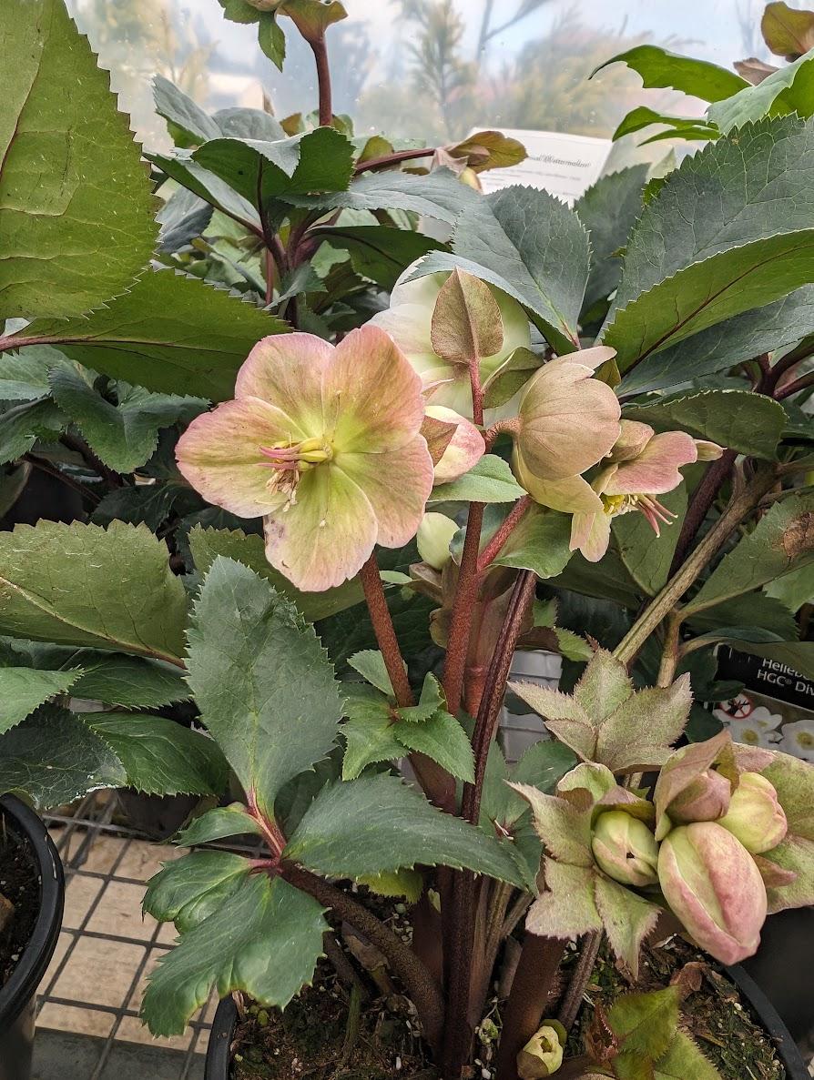 Hellebore (Helleborus Gold Collection® Ice N' Roses Bianco) in the ...