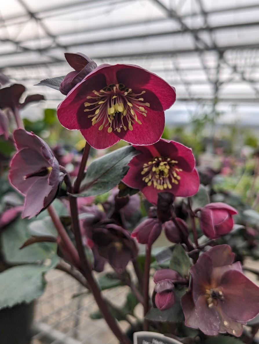 Photo of the bloom of Hellebore (Helleborus Gold Collection® Ice N ...