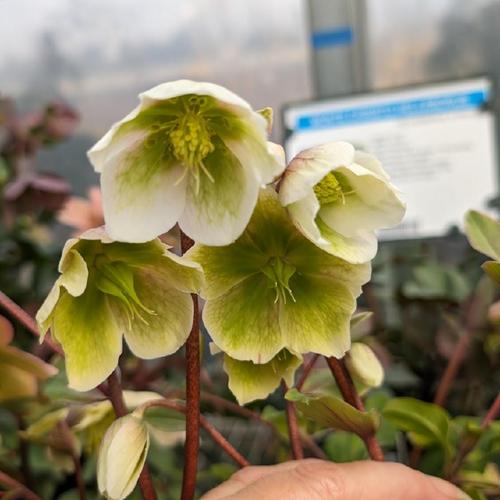 Hellebore (Helleborus Gold Collection® Ice N' Roses Monte Christo) in ...