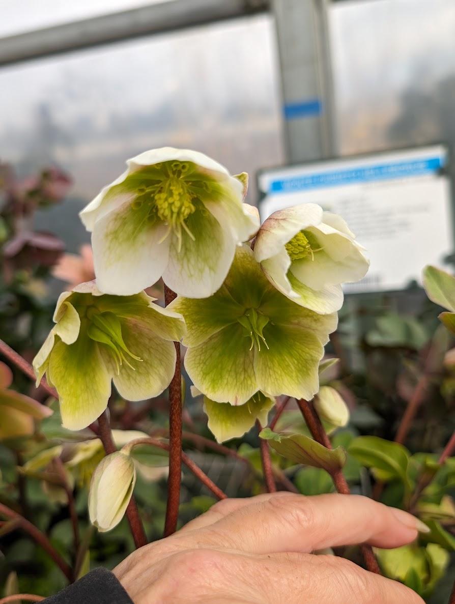 Hellebore (Helleborus Gold Collection® Ice N' Roses Monte Christo) in ...