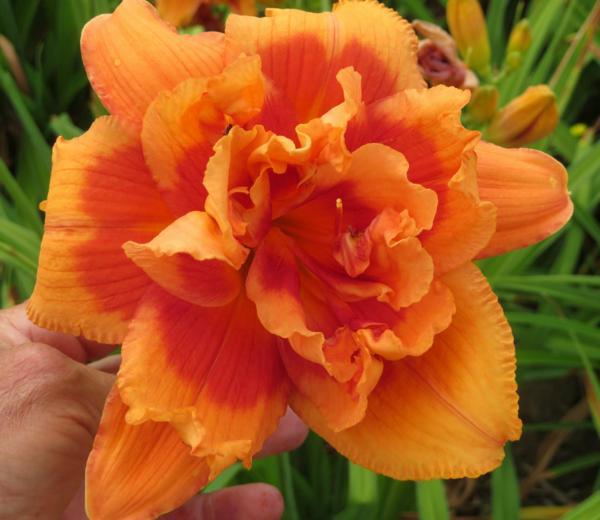 Daylily (Hemerocallis 'Peachful Sunset') in the Daylilies Database ...