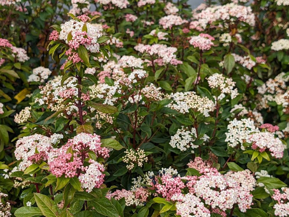 Photo of the entire plant of Laurustinus (Viburnum tinus 'Compactum ...