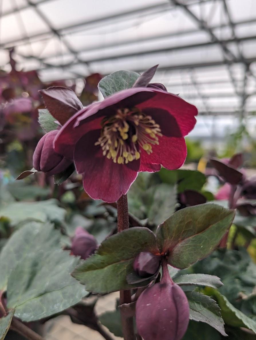 Hellebore (Helleborus Gold Collection® Ice N' Roses Brunello) in the ...
