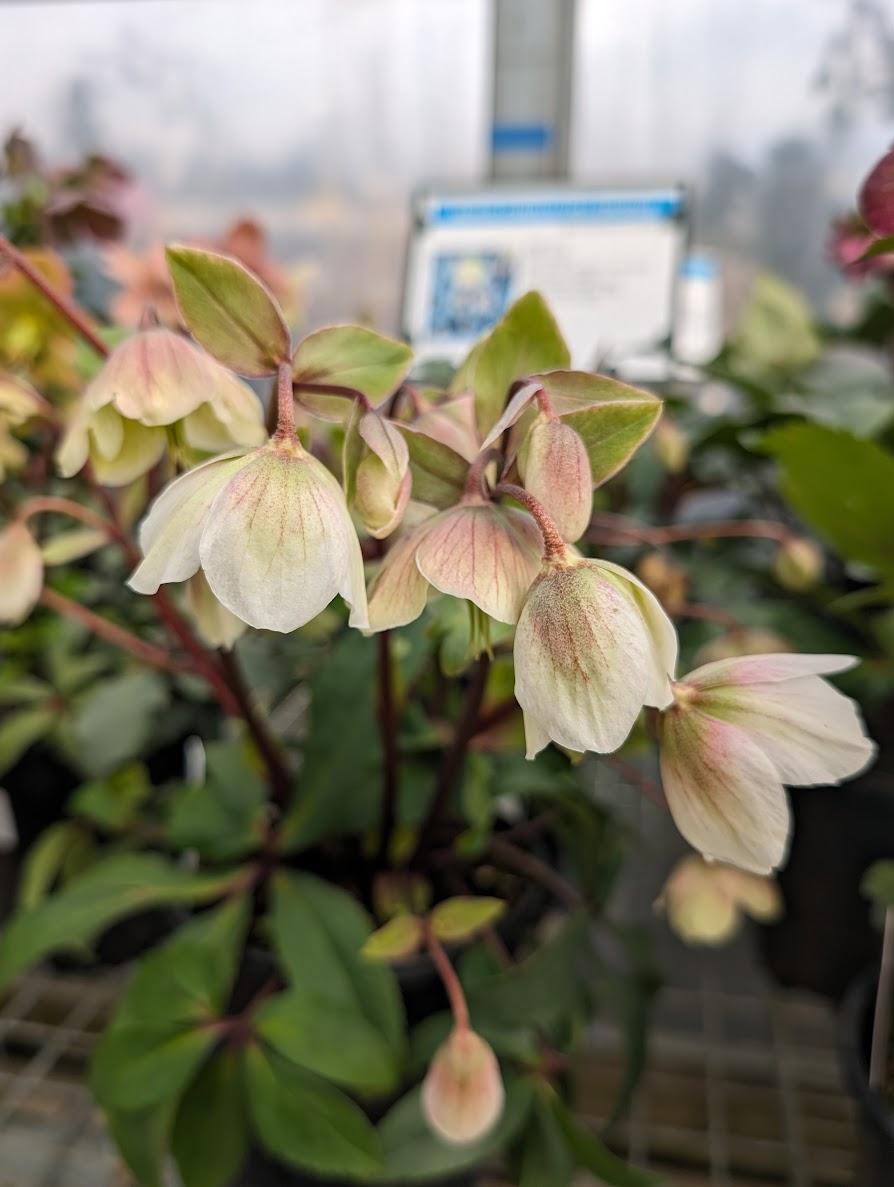 Photo of the bloom of Hellebore (Helleborus Gold Collection® Ice N ...