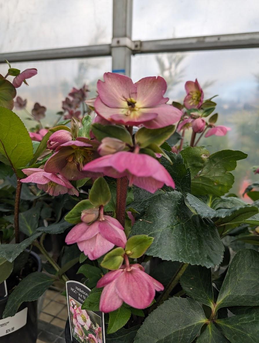 Hellebore (Helleborus Gold Collection® Ice n' Roses Rosetta) in the ...