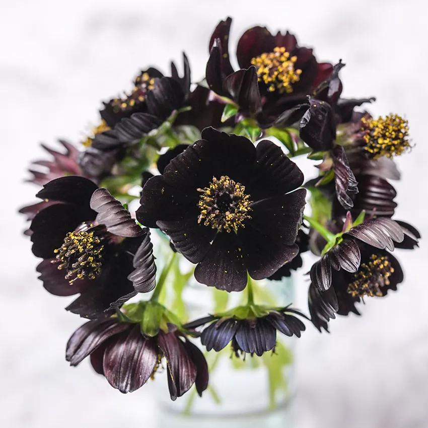 Photo of the bloom of Chocolate Cosmos (Cosmos atrosanguineus 'Black ...