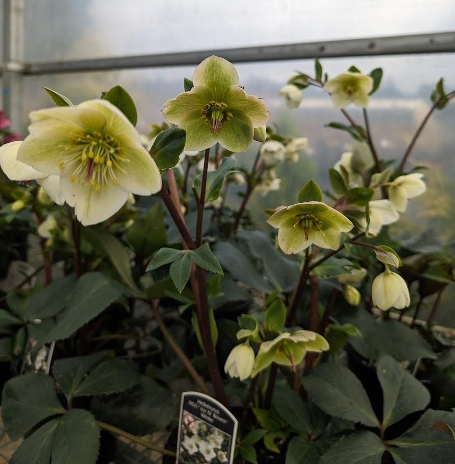 Photo of the entire plant of Hellebore (Helleborus Gold Collection® Ice ...