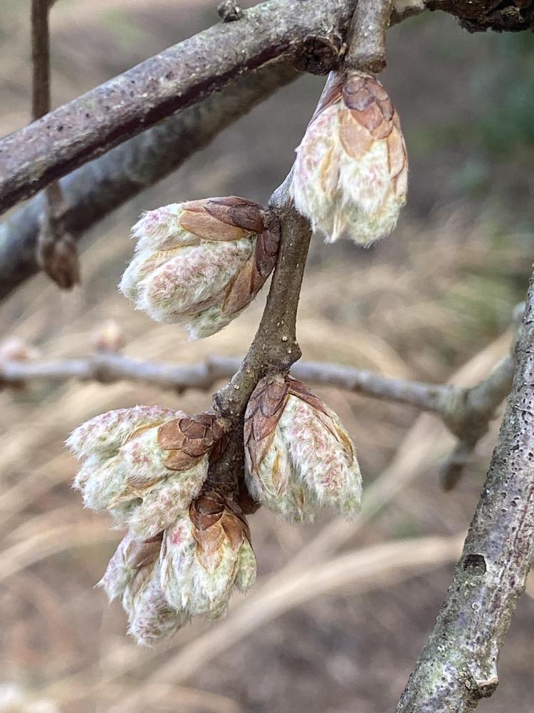 Photo of the emerging growth of Mexican White Oak (Quercus polymorpha ...