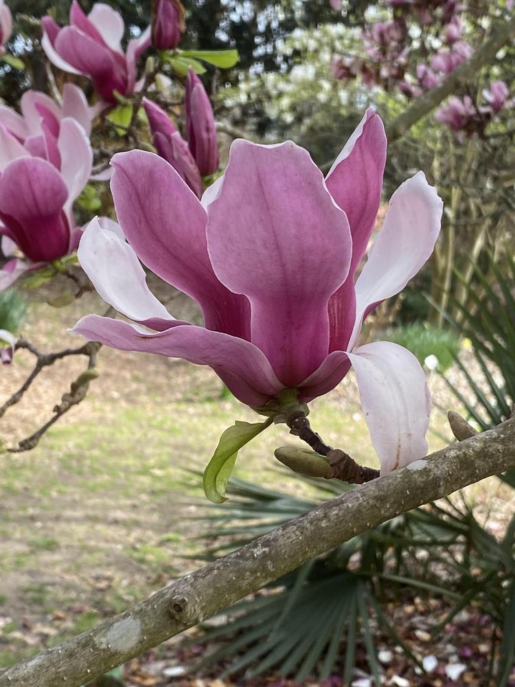 Photo of the bloom of Saucer Magnolia (Magnolia x soulangeana 'Picture ...