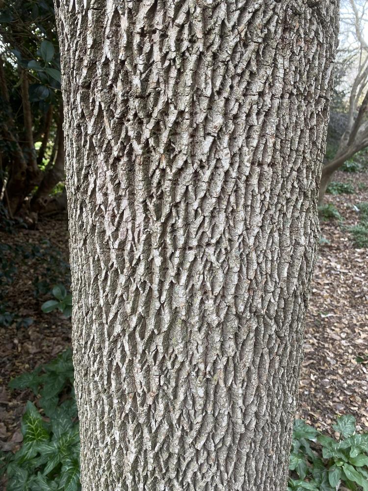 Photo of the stem, scape, stalk or bark of Dogwood (Cornus sanguinea ...