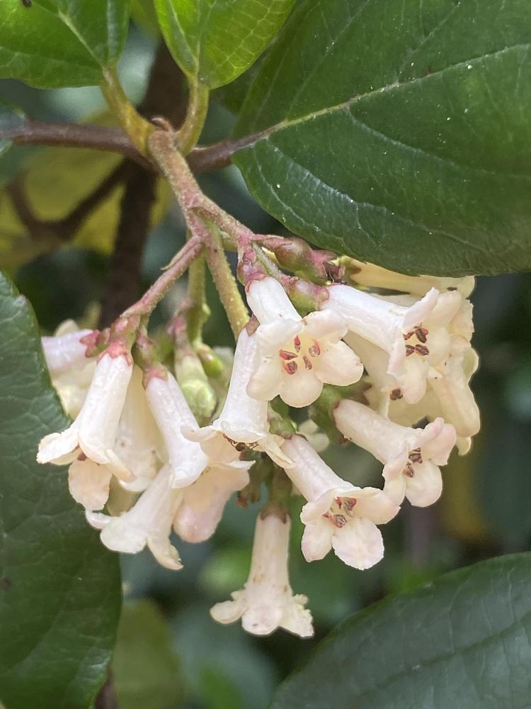 Photo of the bloom of Sandankwa Viburnum (Viburnum suspensum) posted by ...