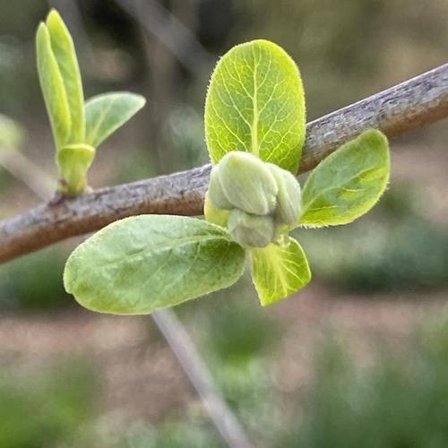 Silverbell Tree (Halesia diptera) - Garden.org