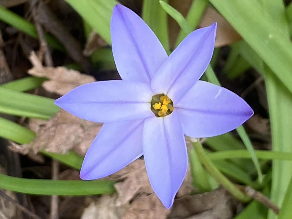 Photo of the bloom of Spring Starflower (Ipheion uniflorum 'Froyle Mill ...