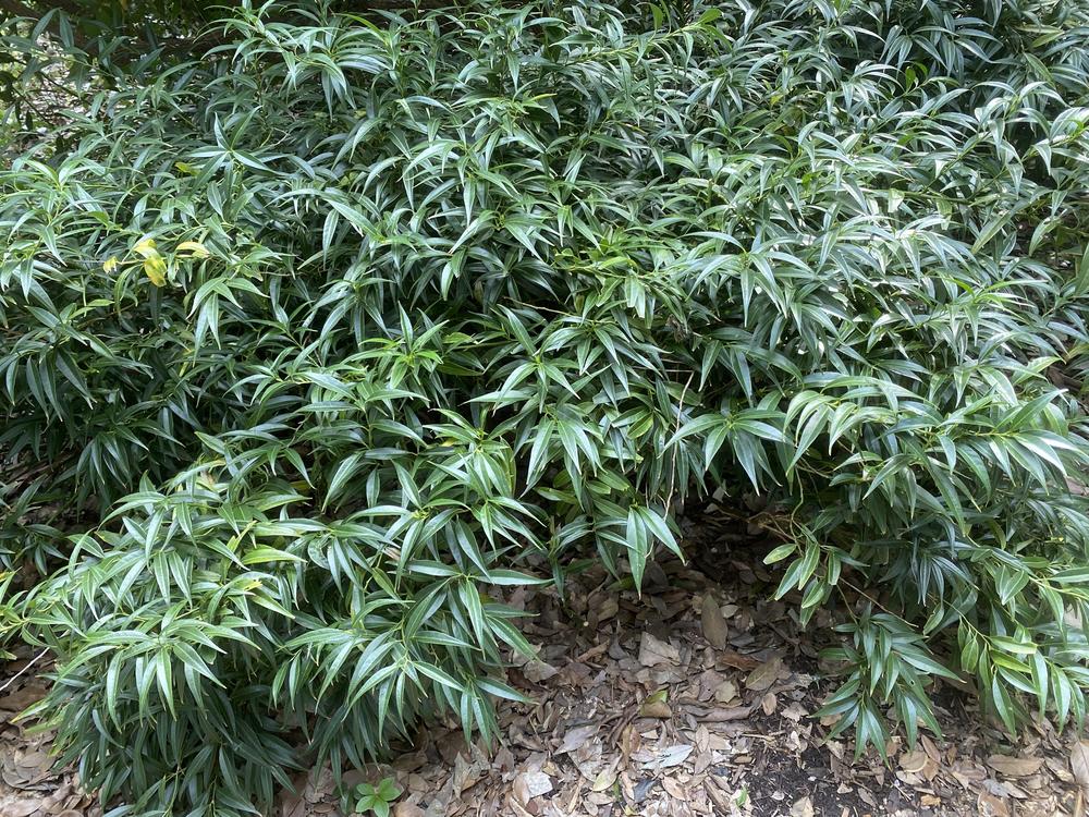Photo of the leaves of Sweet Box (Sarcococca saligna) posted by SL ...