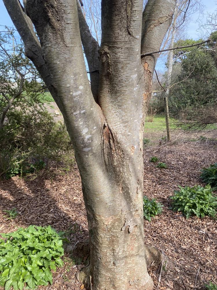 Photo of the stem, scape, stalk or bark of Japanese Zelkova (Zelkova ...