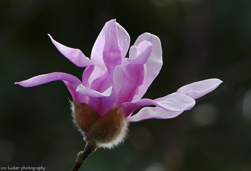 Photo of the bloom of Loebner Magnolia (Magnolia x loebneri 'Leonard ...