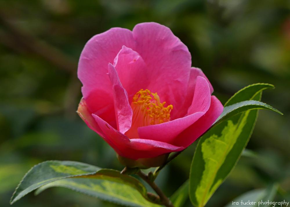 Photo of the bloom of Camellia 'Golden Spangles' posted by drirastucker ...