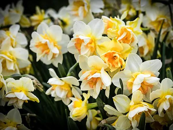 Photo of the bloom of Double Daffodil (Narcissus 'Sweet Ocean') posted ...