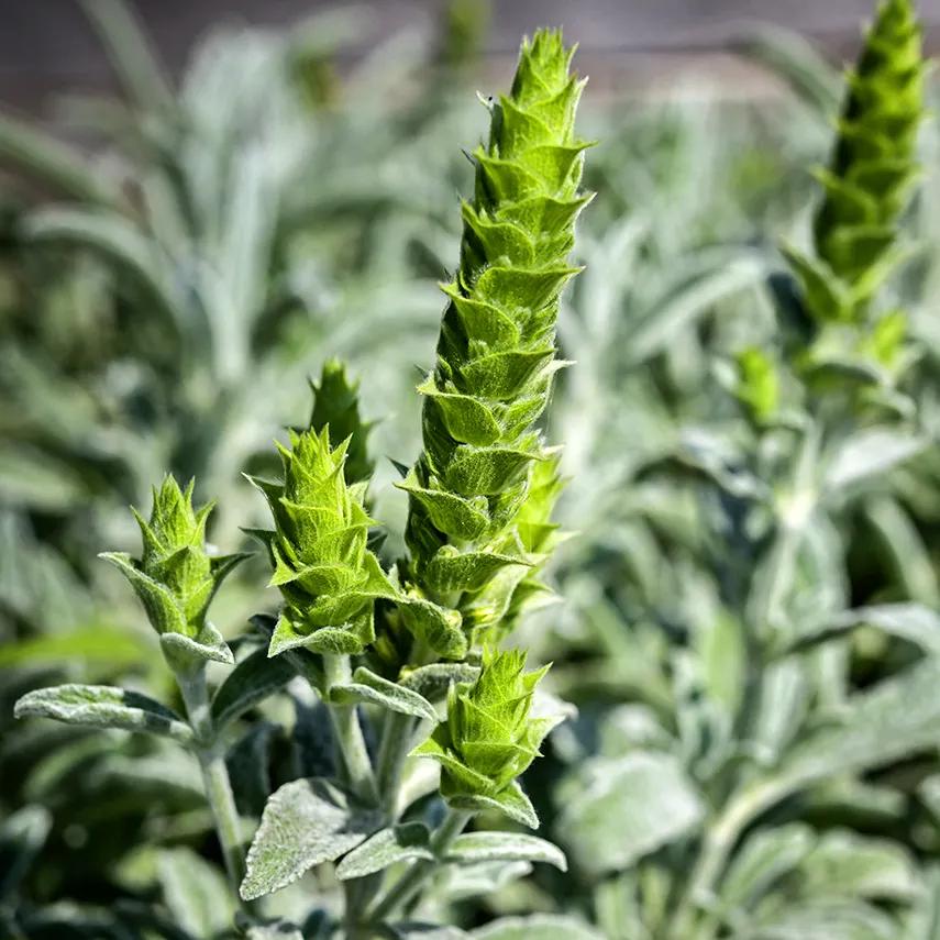 Photo of the closeup of buds, sepals and receptacles of Greek Mountain ...