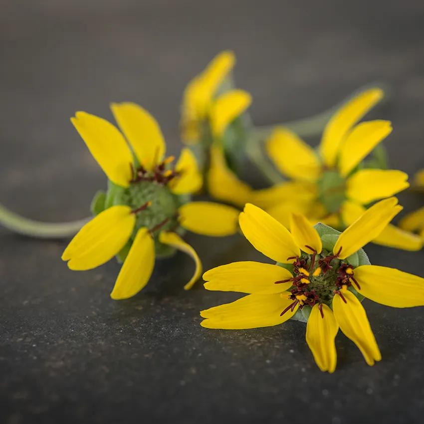 Photo of the bloom of Chocolate Daisy (Berlandiera lyrata) posted by ...