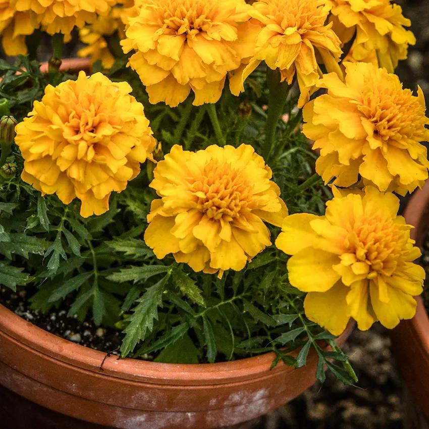 Photo of the entire plant of Marigold (Tagetes erecta 'Gypsy Sunshine ...