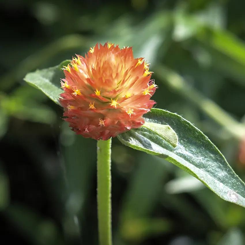 Photo of the bloom of Gomphrena (Gomphrena haageana 'Mandarin Orange ...