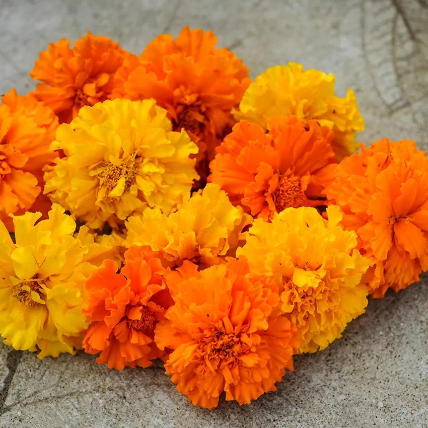 Calendula officinalis 'Crackerjack Mixed Colors' - Garden.org