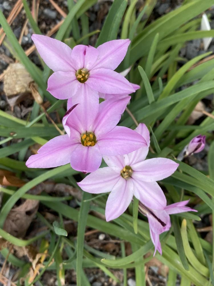 Photo of the bloom of Spring Starflower (Ipheion uniflorum 'Tessa ...