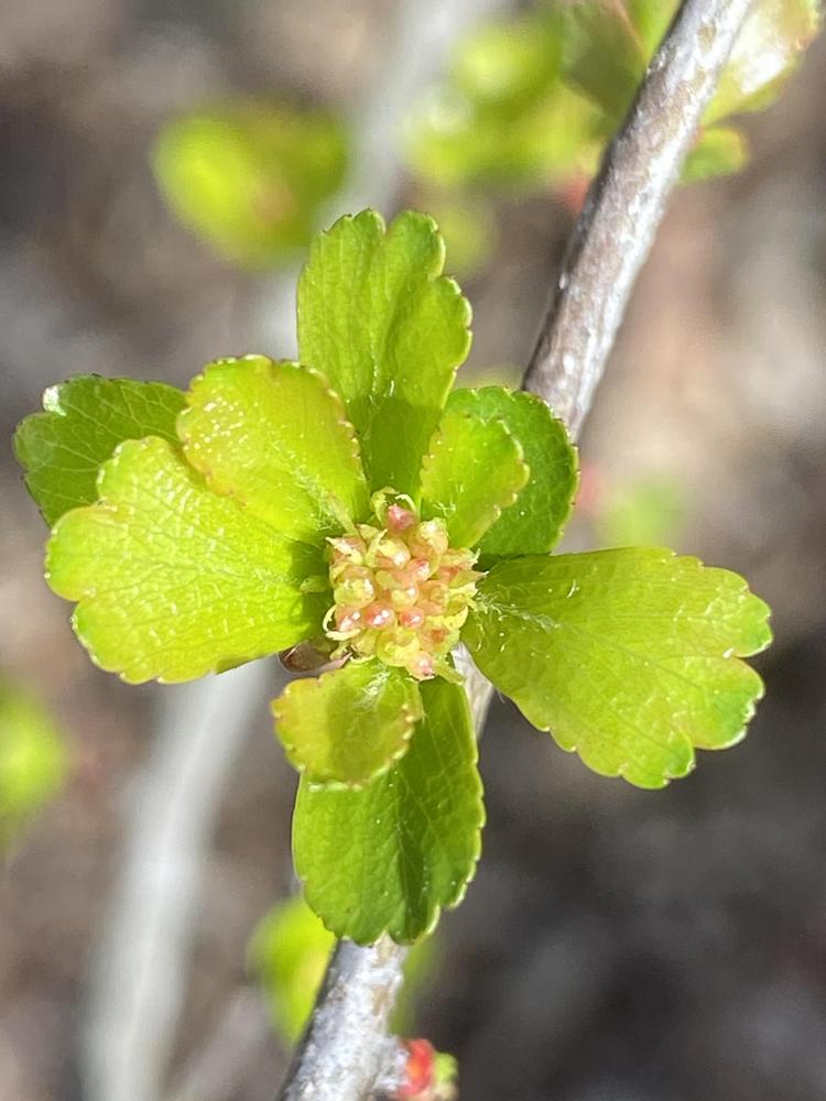 Photo of the closeup of buds, sepals and receptacles of Littlehip ...