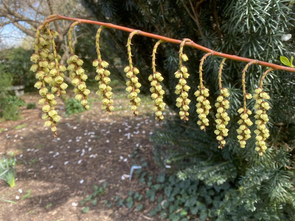 Photo of the bloom of Stachyurus (Stachyurus praecox 'Aureomarginata ...