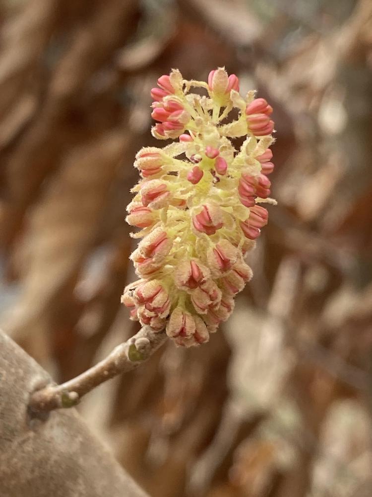 Photo of the bloom of Henry Wilson Tree (Sinowilsonia henryi) posted by ...
