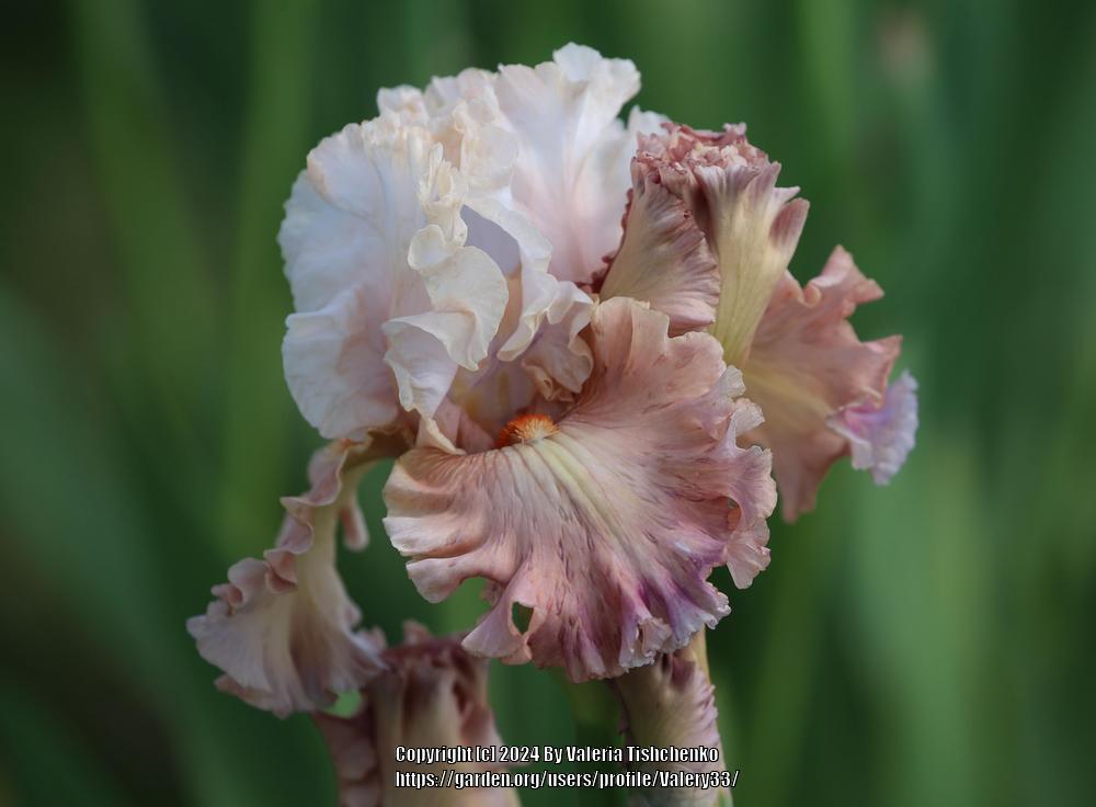 Photo of the bloom of Tall Bearded Iris (Iris 'Bashful Love') posted by ...