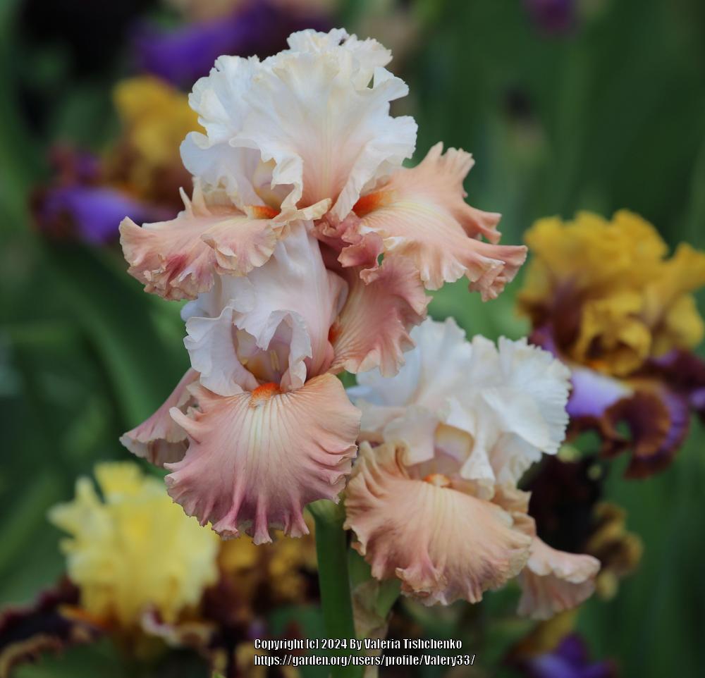 Photo of the bloom of Tall Bearded Iris (Iris 'Bashful Love') posted by ...
