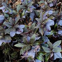 Photo of the entire plant of Hellebore (Helleborus 'Blue Diamond ...