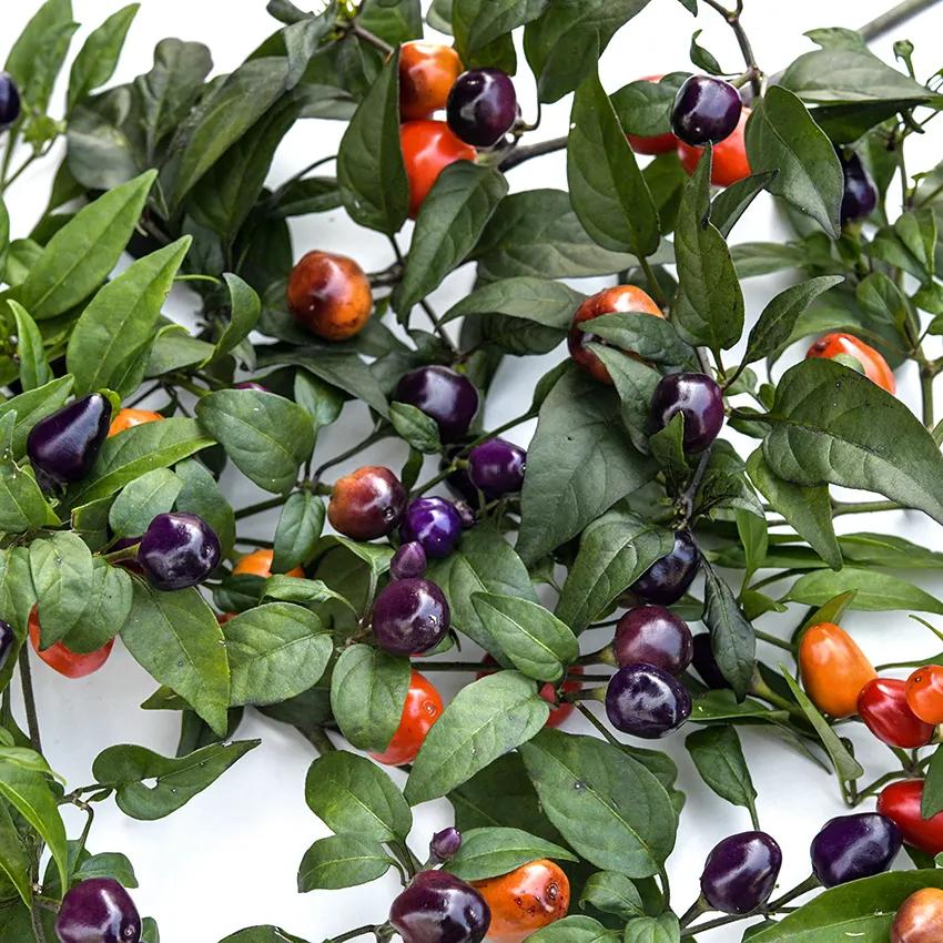 Photo of the entire plant of Ornamental Pepper (Capsicum annuum 'Filius ...