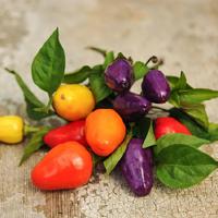Photo of the fruit of Ornamental Pepper (Capsicum annuum 'Chinese Five ...