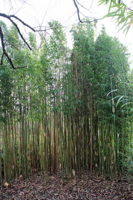 Photo of the entire plant of Temple Bamboo (Semiarundinaria fastuosa ...