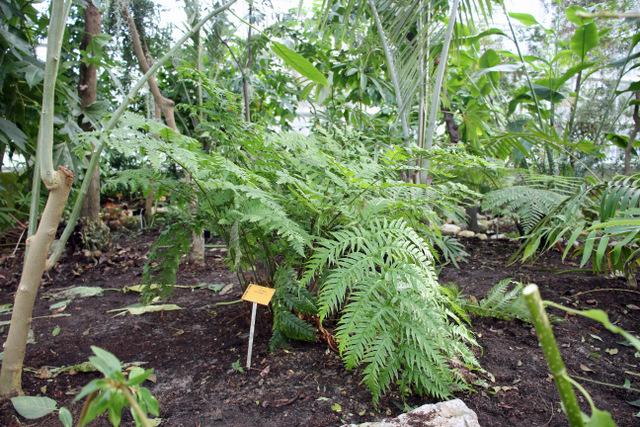 Photo of the entire plant of Button Fern (Tectaria cicutaria) posted by ...